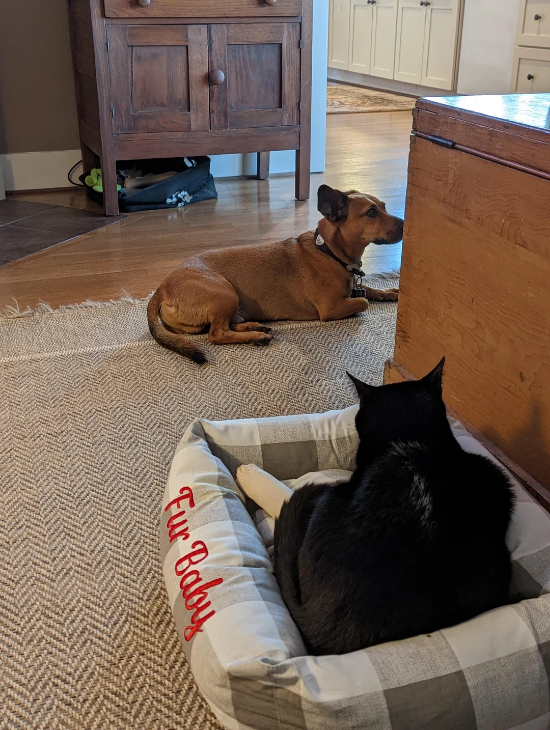 Stole the chewy too | Scrolller