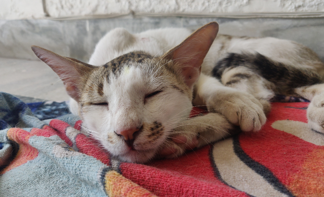 Afternoon naps >>> | Scrolller