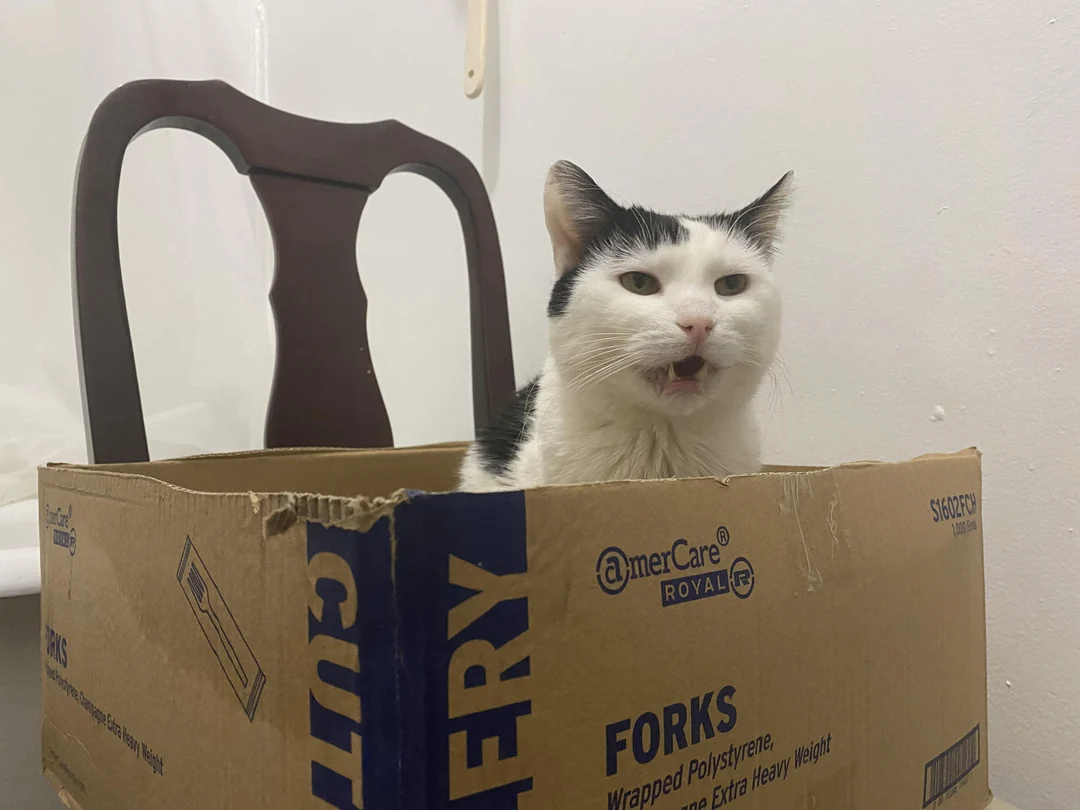 Interesting looking fork… | Scrolller