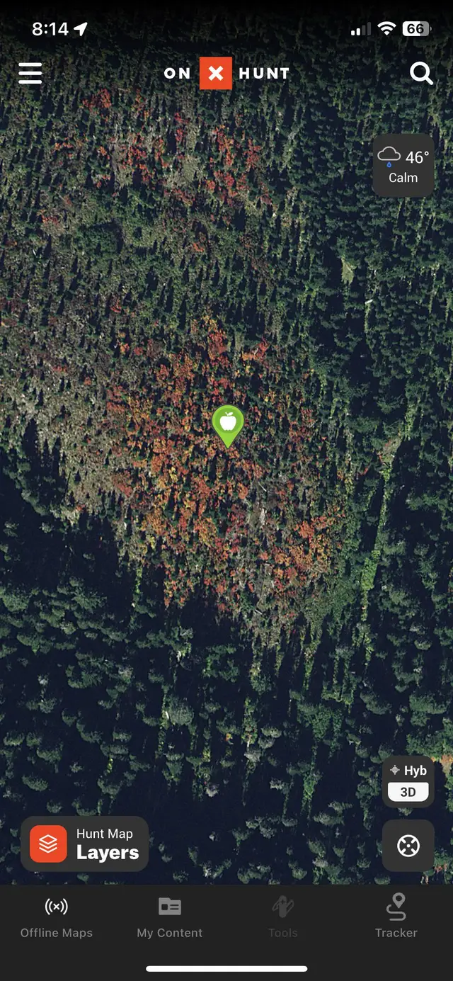 Are these berries? If not what is this red in the national forest? | Scrolller