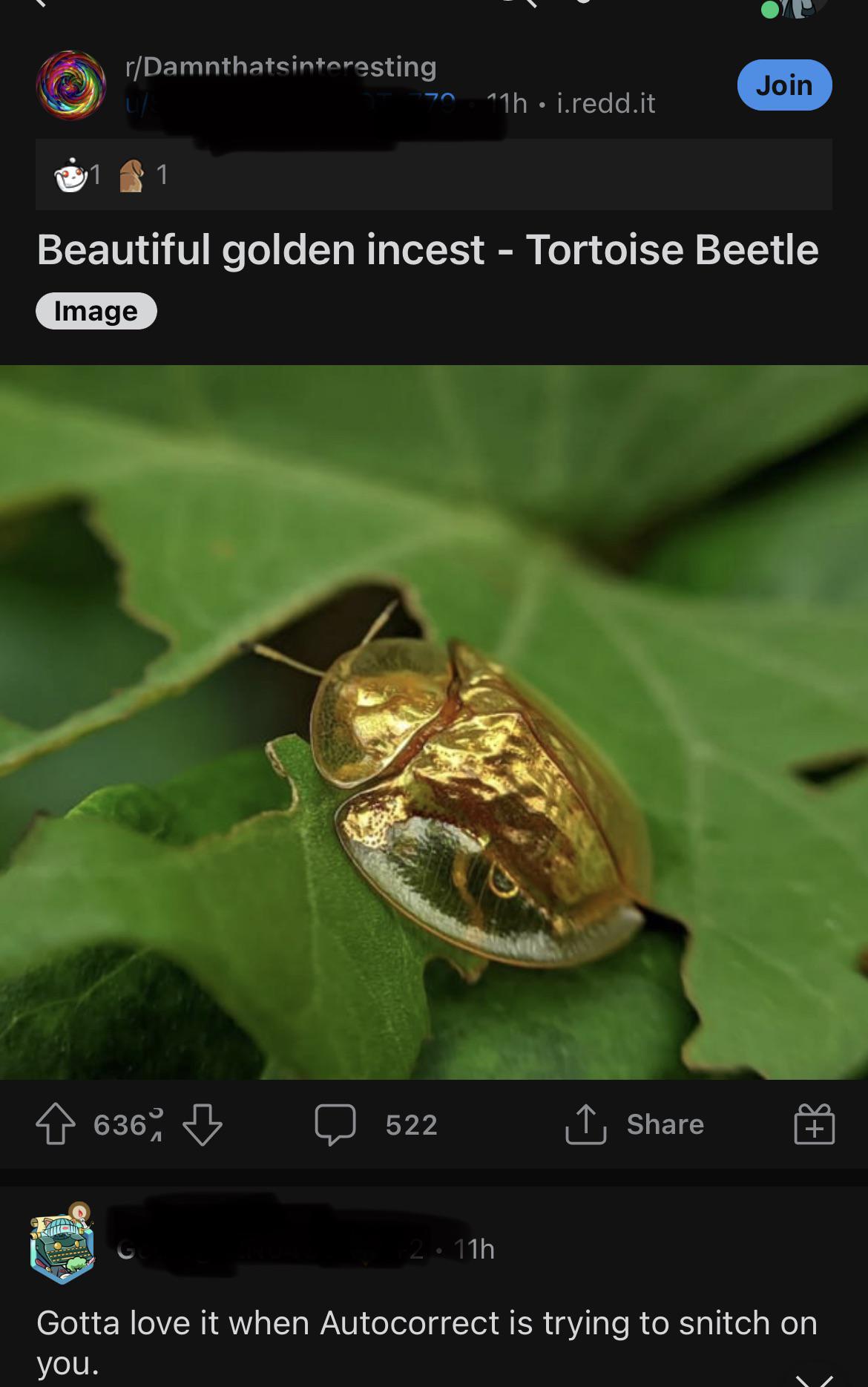 Cursed_beetle | Scrolller