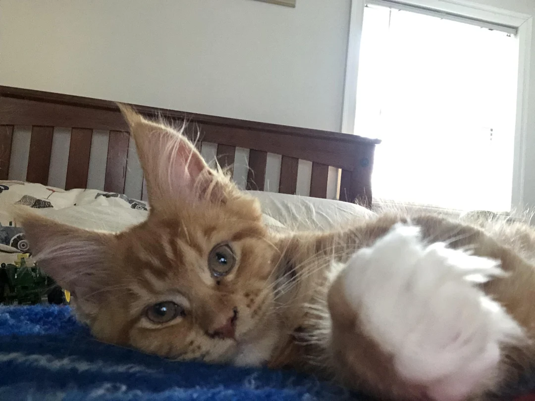 Our new kitten :) | Scrolller