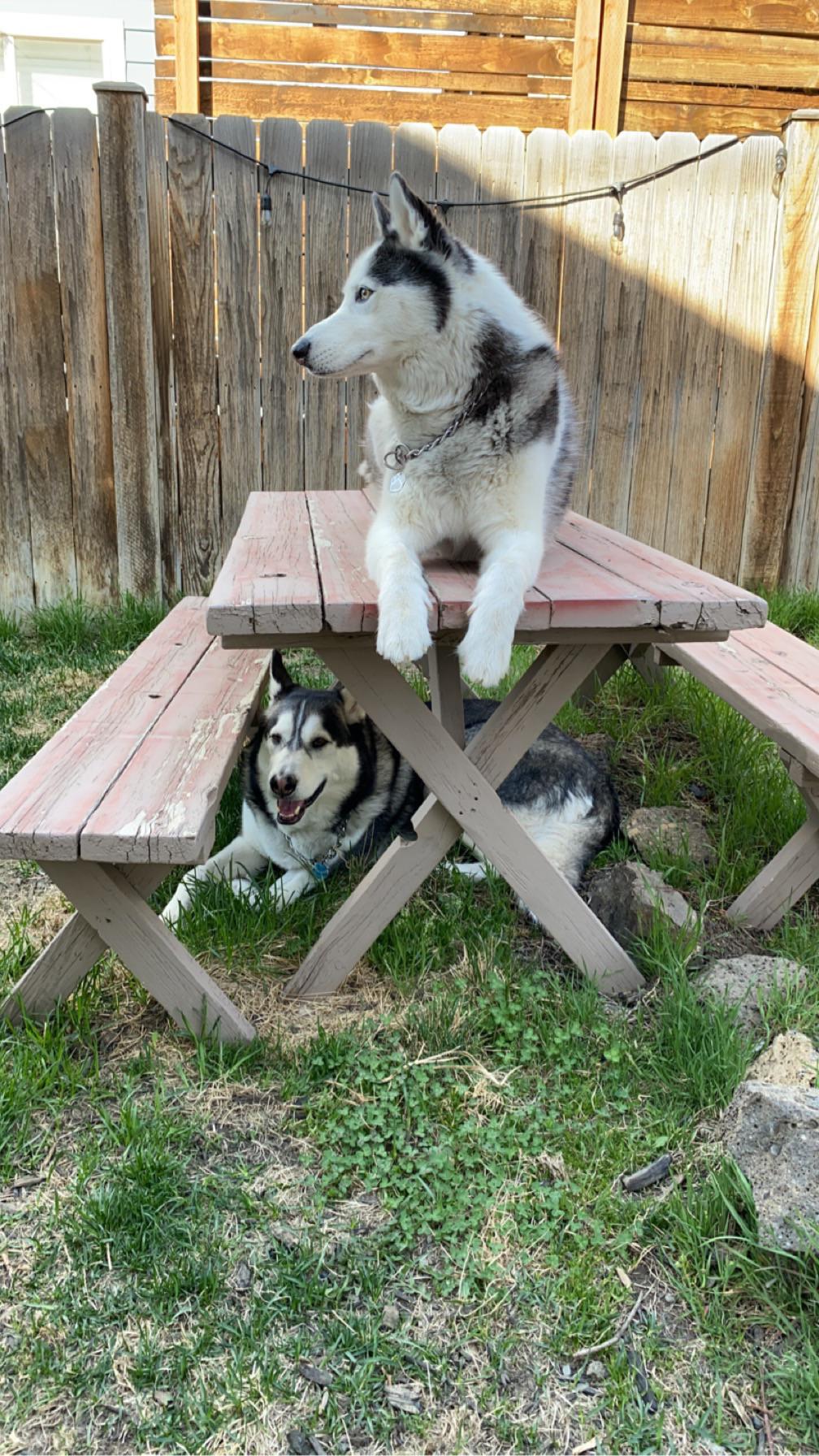 Table husky duo | Scrolller