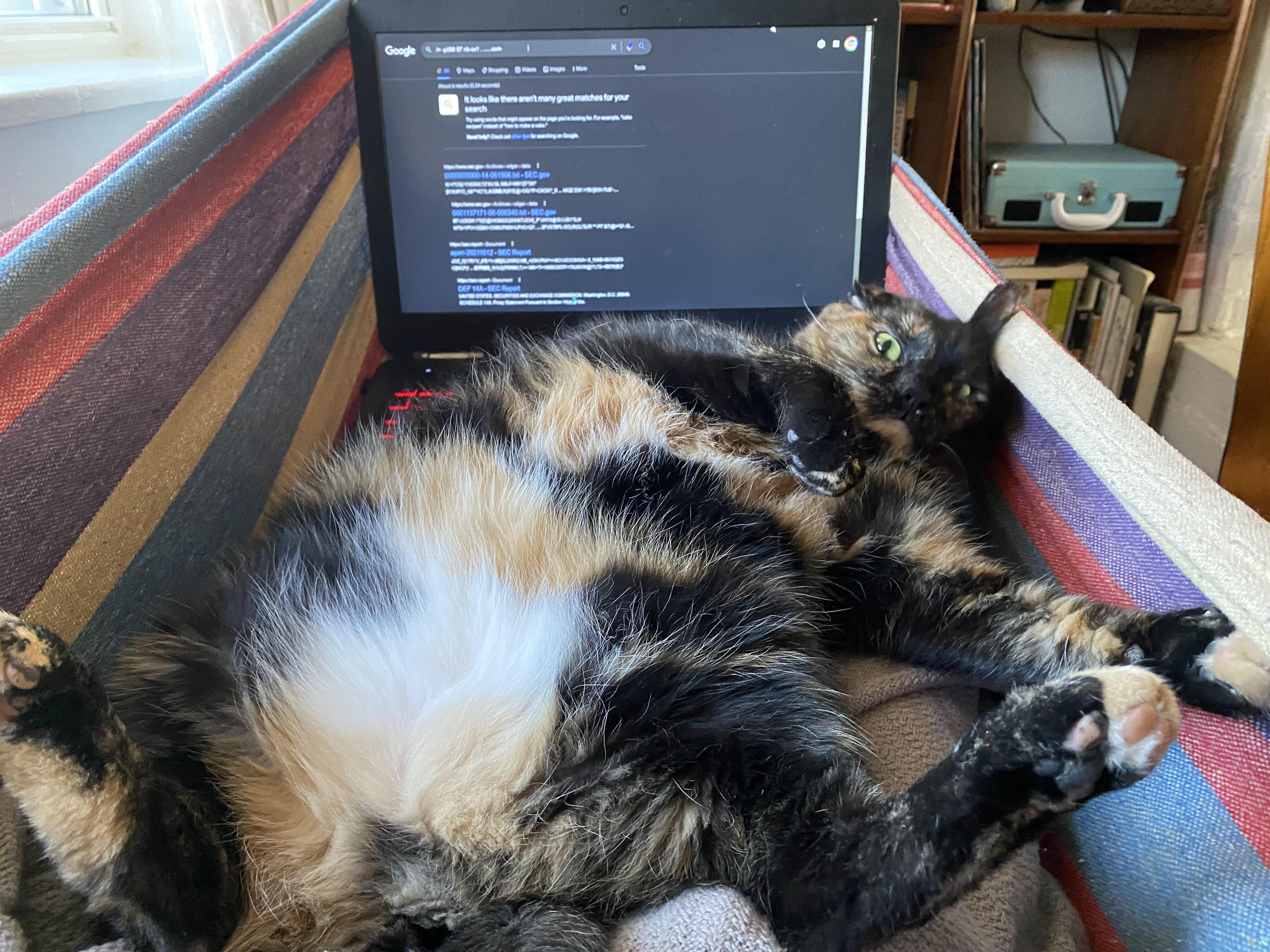 My snuggly little desert princess Chani, pictured here “helping” me with work while we cuddle in ...