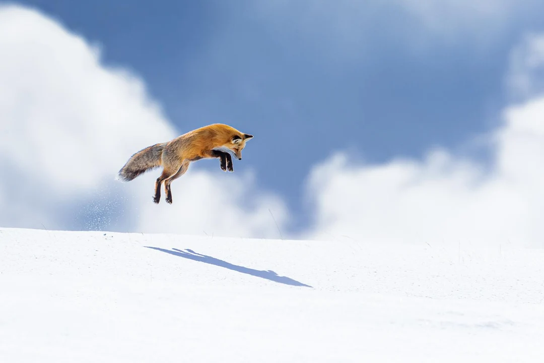 Discover more like Foxes: Red fox and Related Content | Scrolller