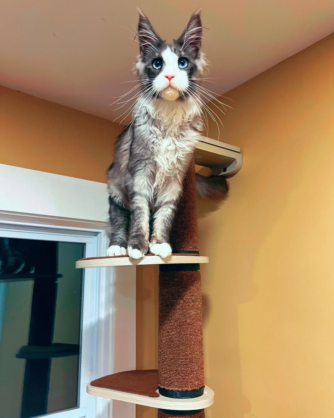 Best litter box for really smelly poop??? HELP | Scrolller