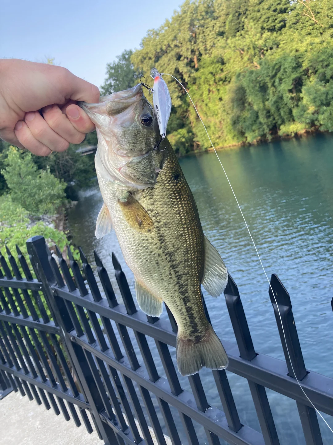 It’s not much, but it’s my first fish on a jerkbait. What a fun lure! | Scrolller