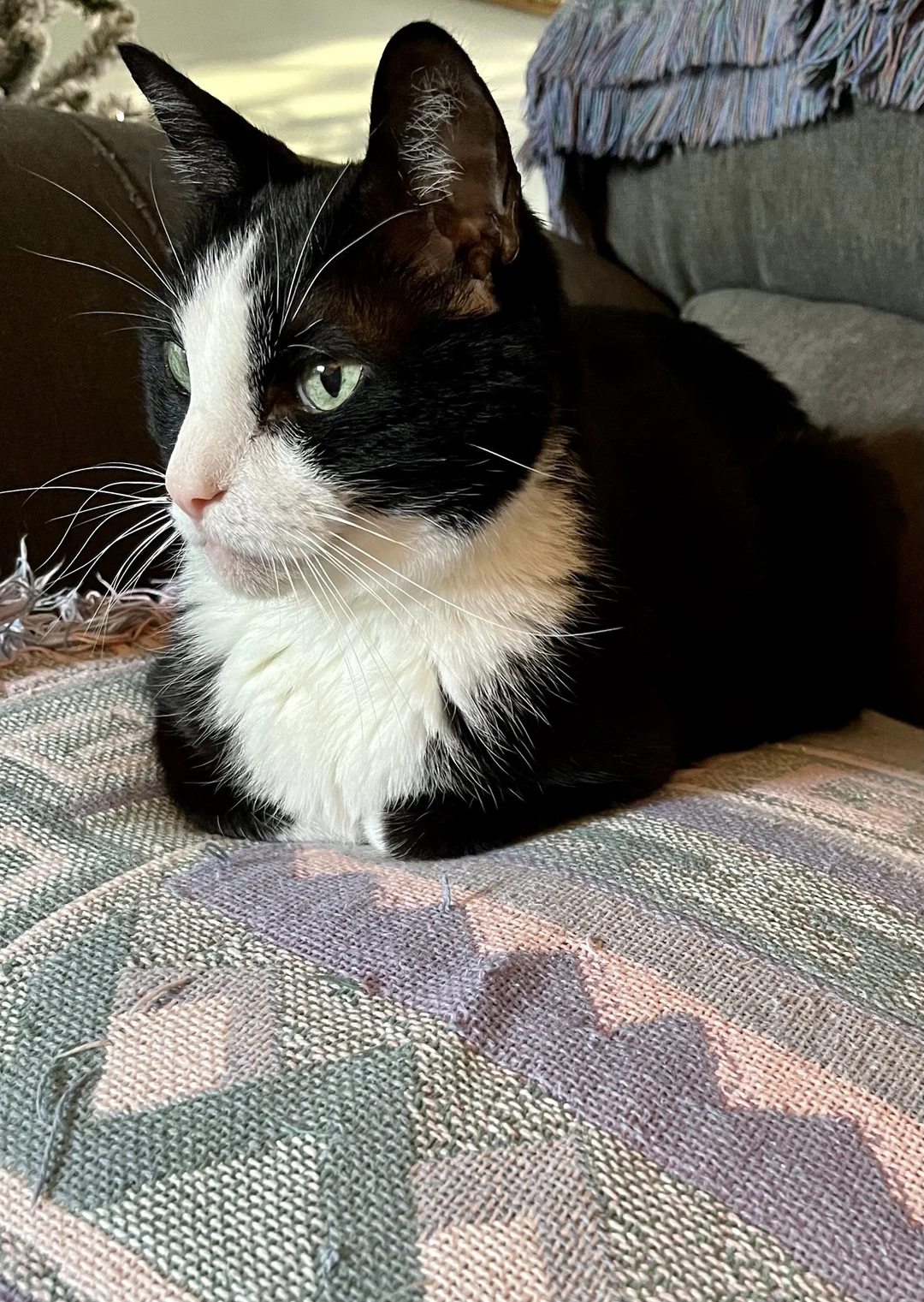 Dressed up loaf | Scrolller