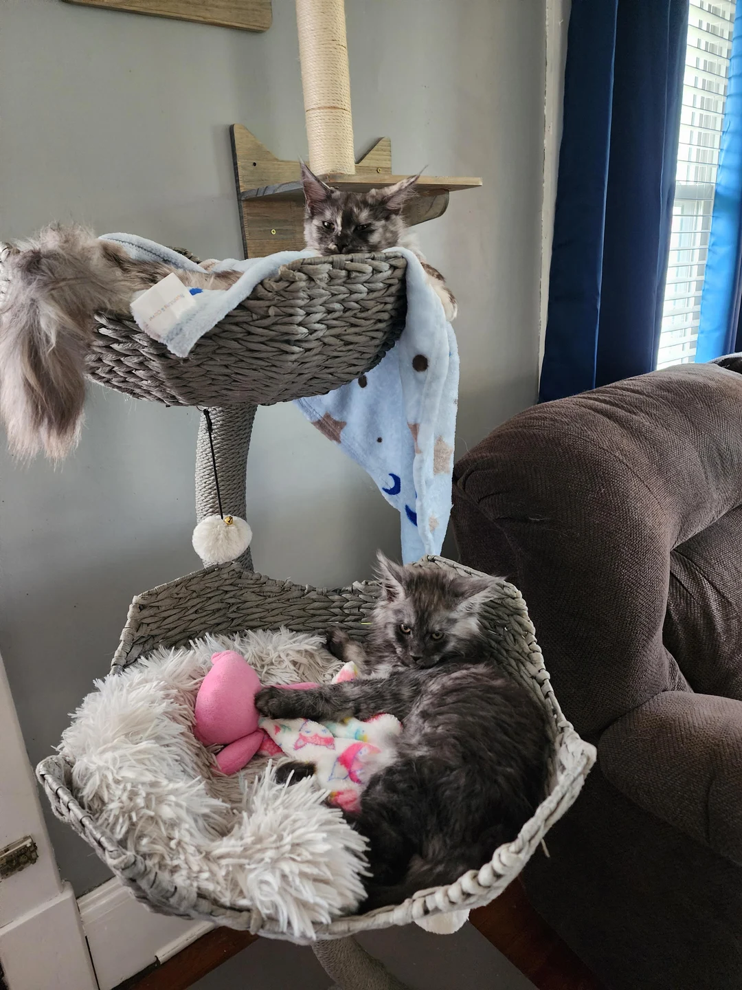 I disturbed their sleep. | Scrolller