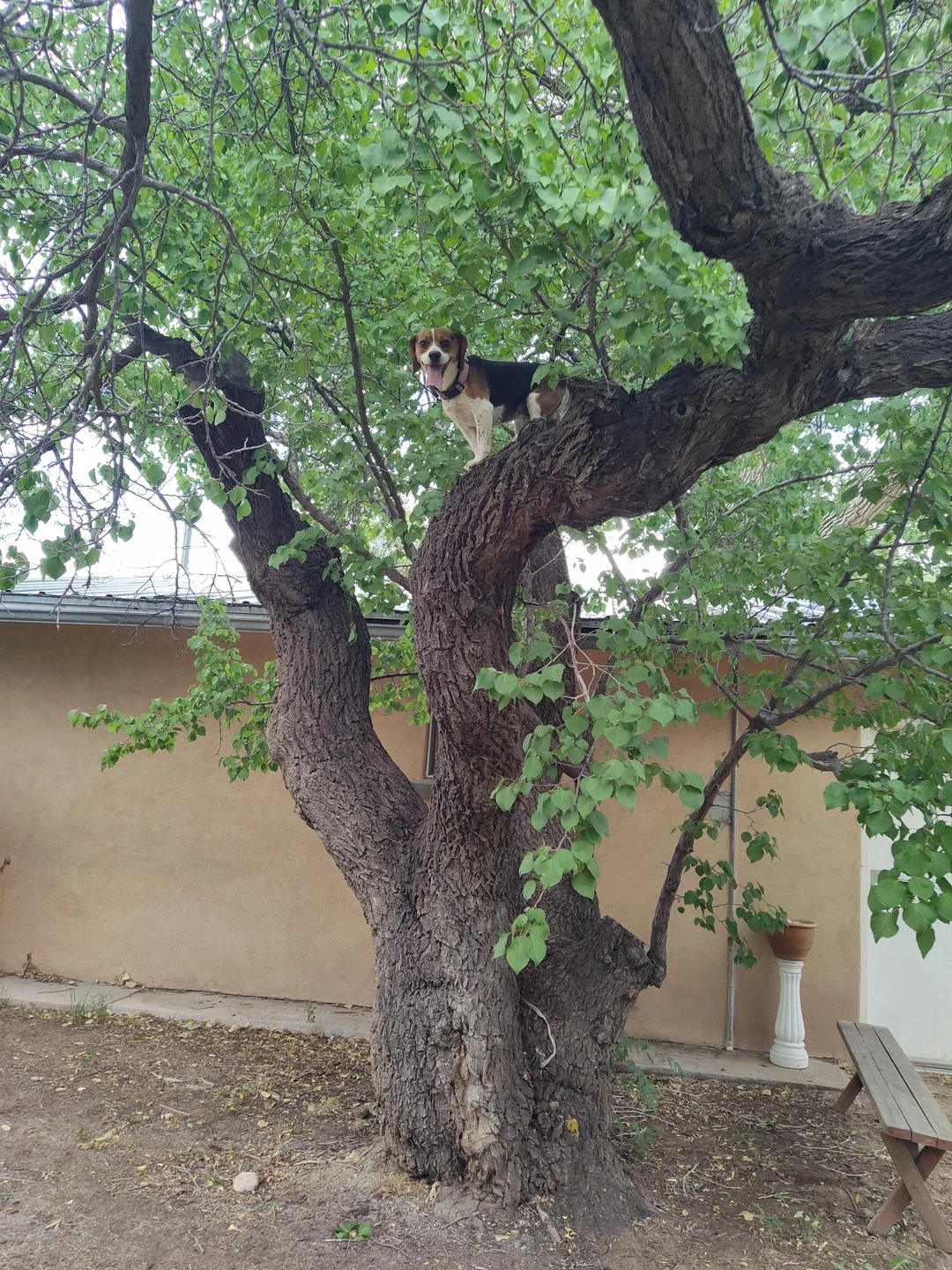 I came home to learn my beagle can now climb trees | Scrolller