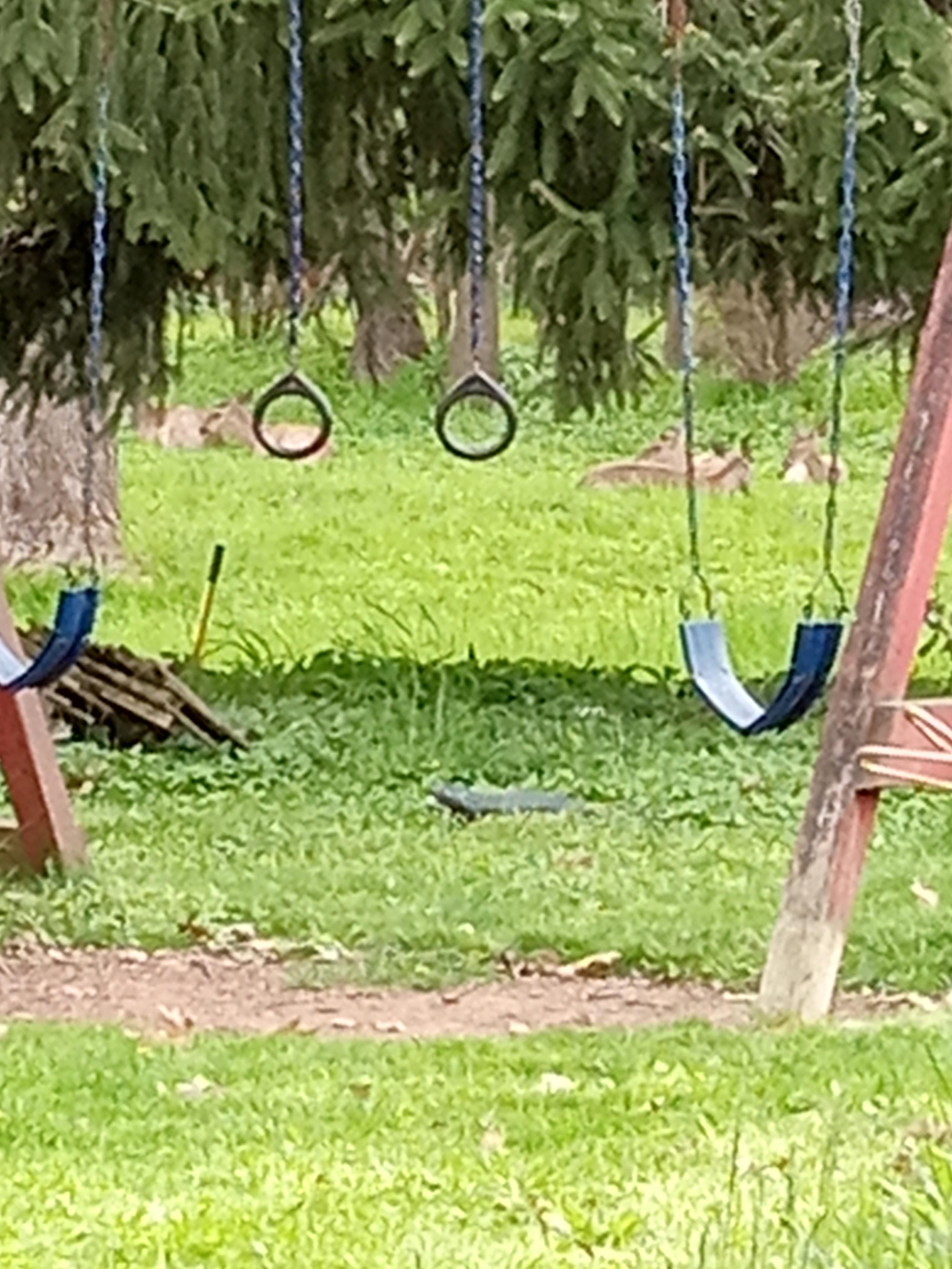 My pet dere in repose | Scrolller