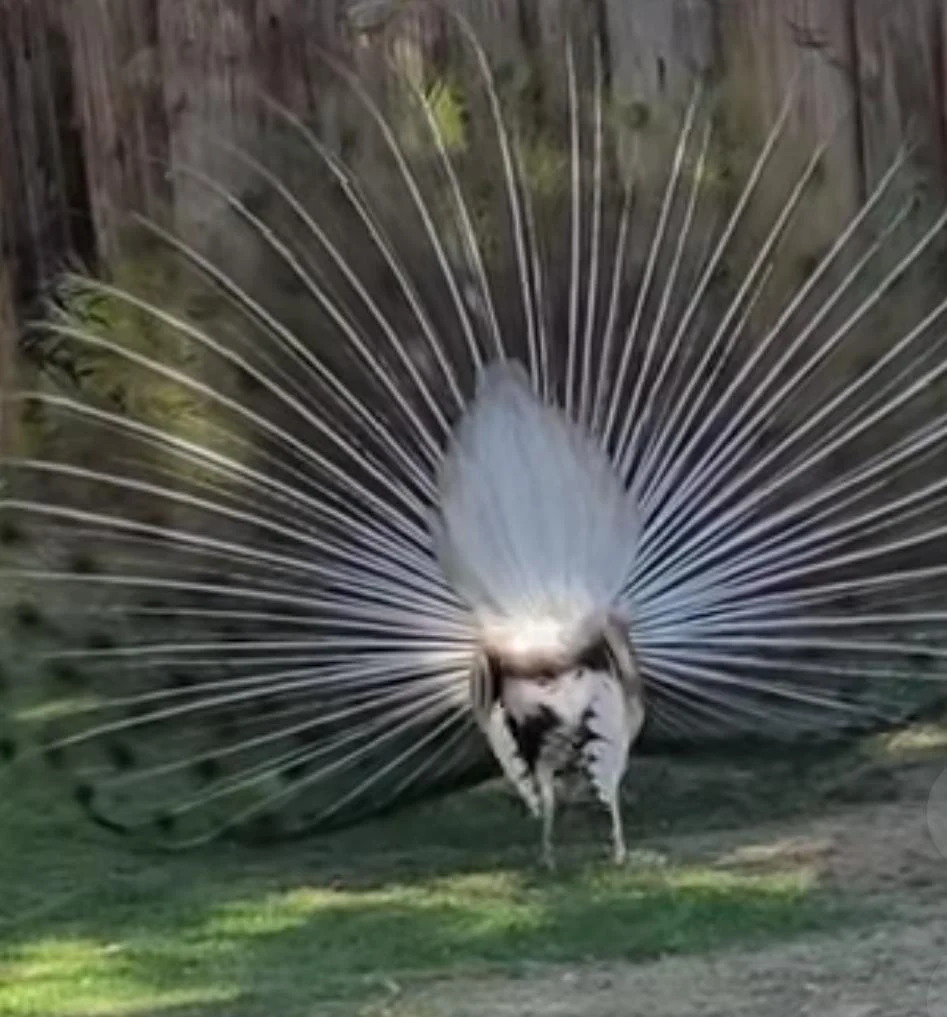 Cute Peacock Mating Dance | Scrolller