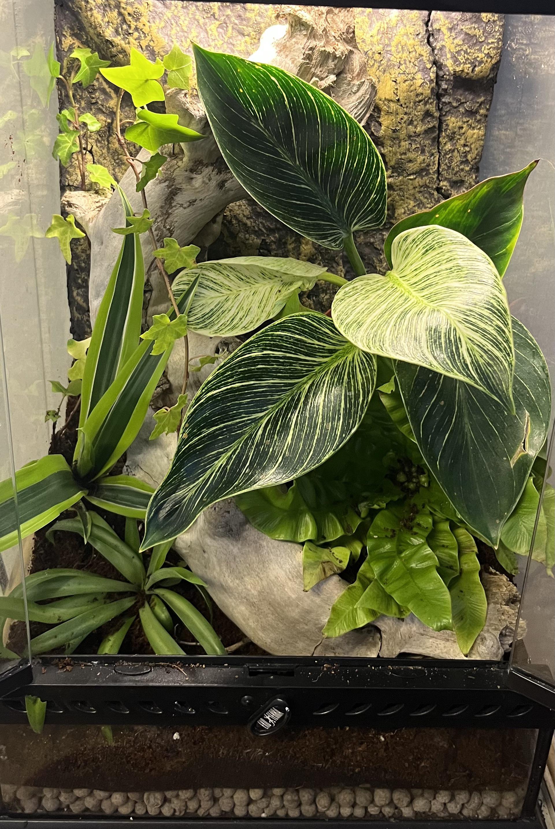 My first bioactive vivarium. What do you guys think? | Scrolller