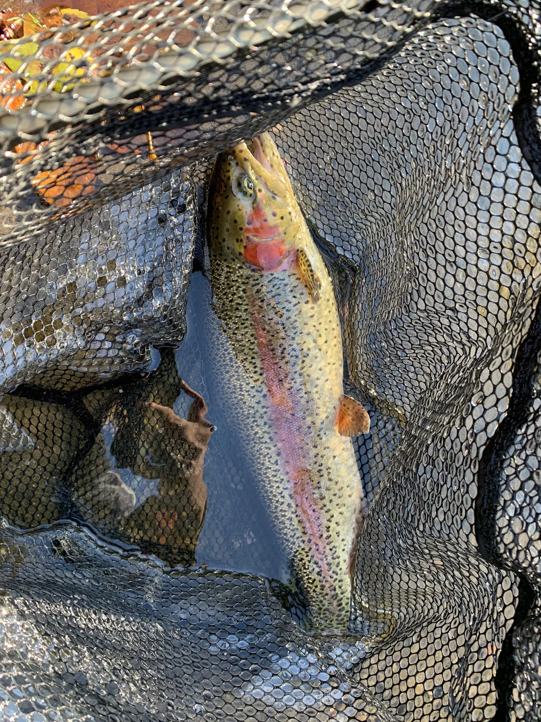 Creek Fishing | Scrolller