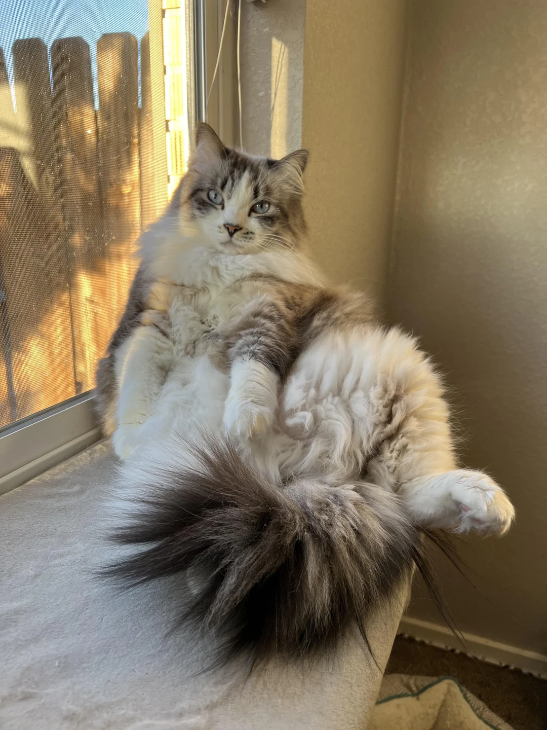 Lounging at the window bird watching | Scrolller