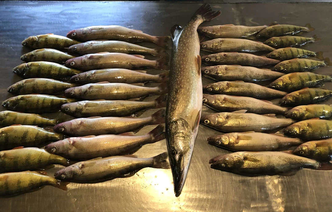 Limited out on walleye. | Scrolller