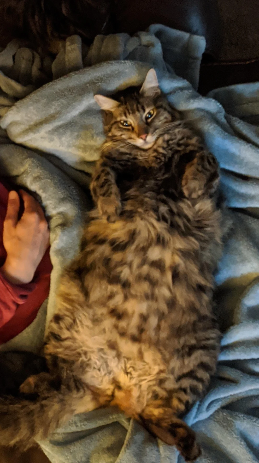 Dr. Pepper | Scrolller