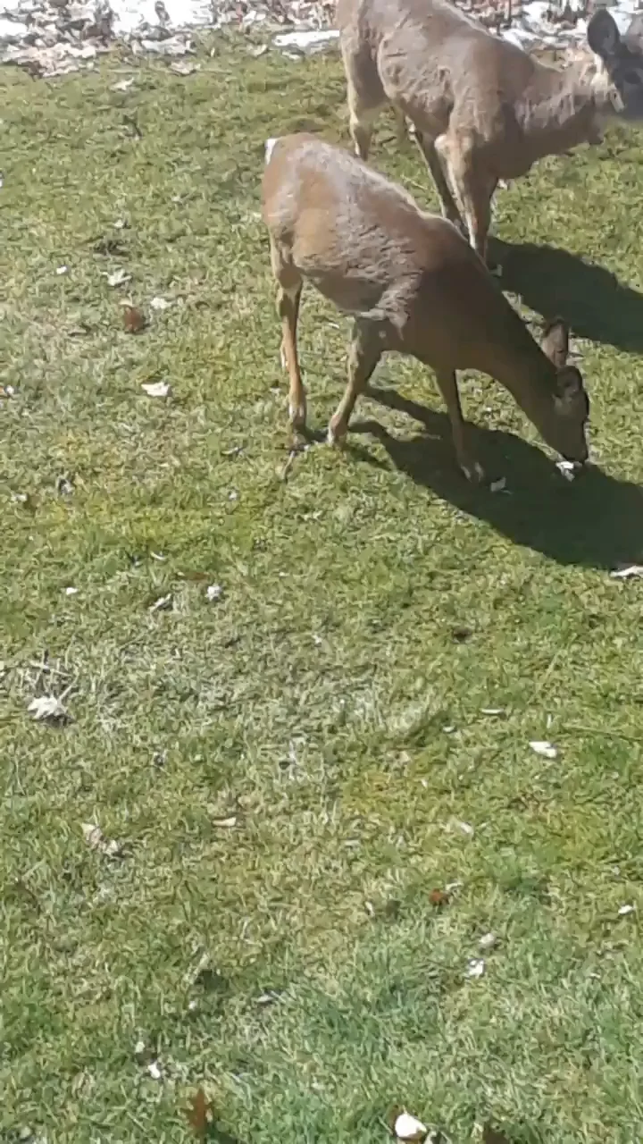 Visitors! | Scrolller