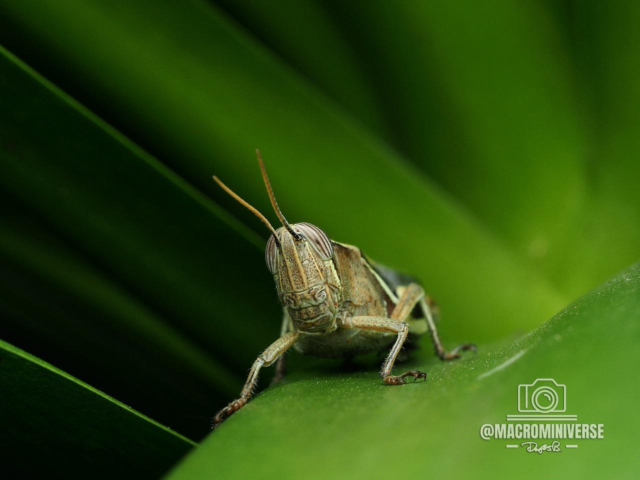 Grasshopper (Sharptails) [OC] | Scrolller