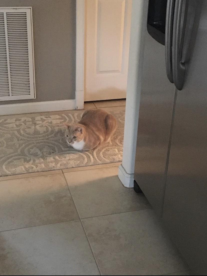 Discover more like Catloaf: Big loaf named Biscuit and Related Content | Scrolller