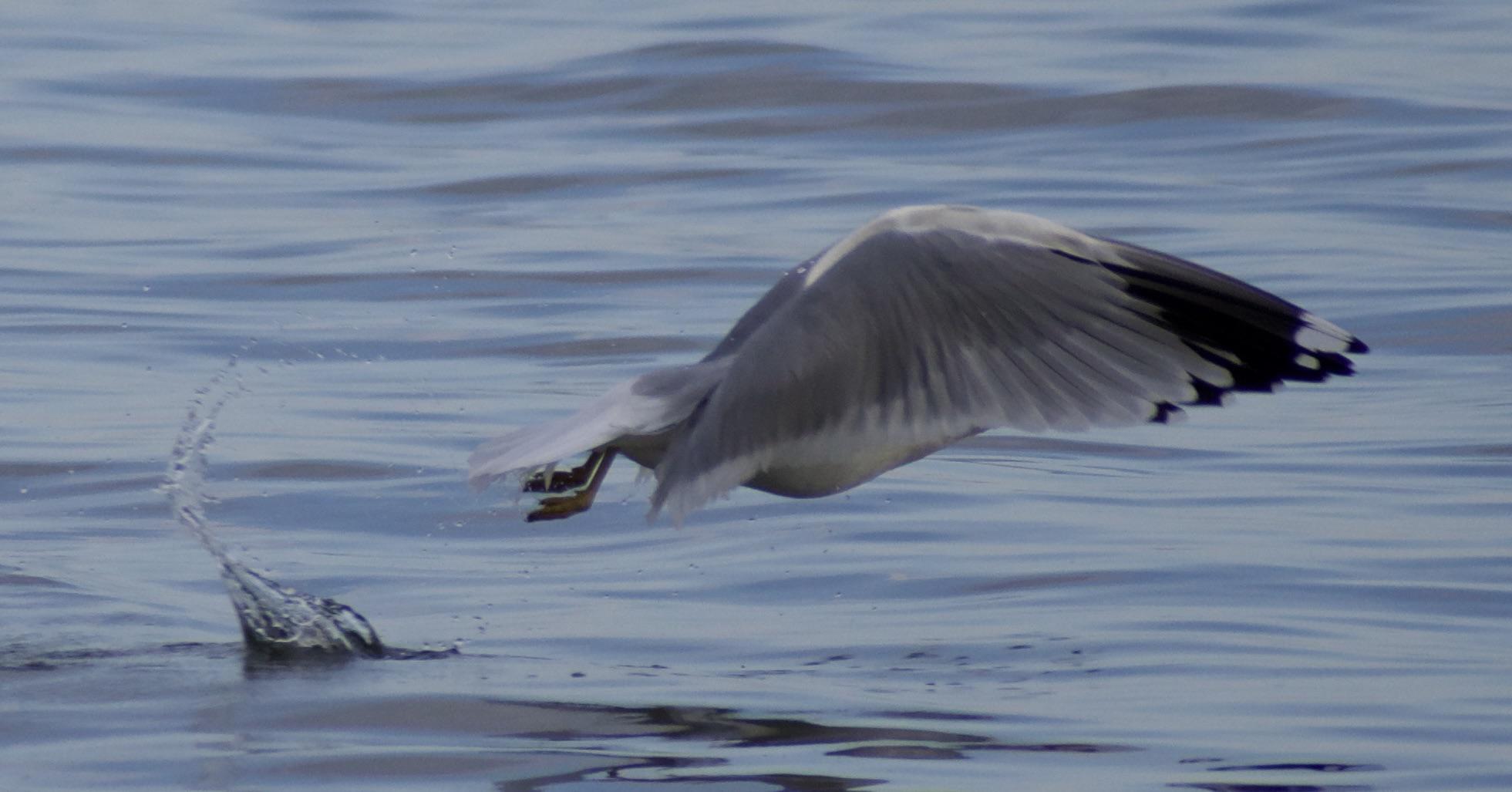 Herring Gull, swing and miss. (OC) | Scrolller
