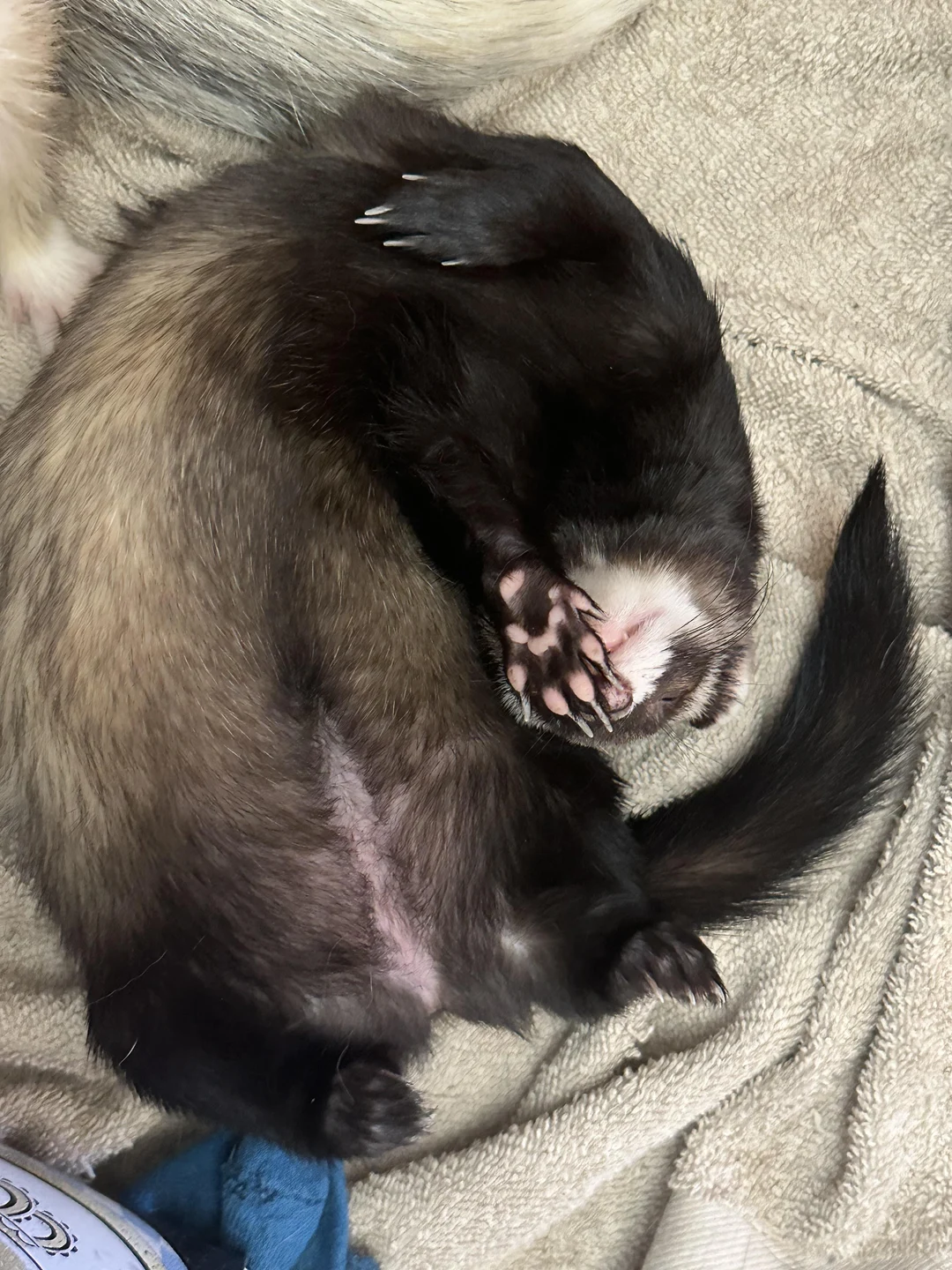 Cozy toe beans | Scrolller