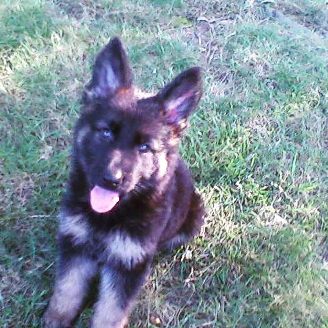 German Shepherd Pup | Scrolller