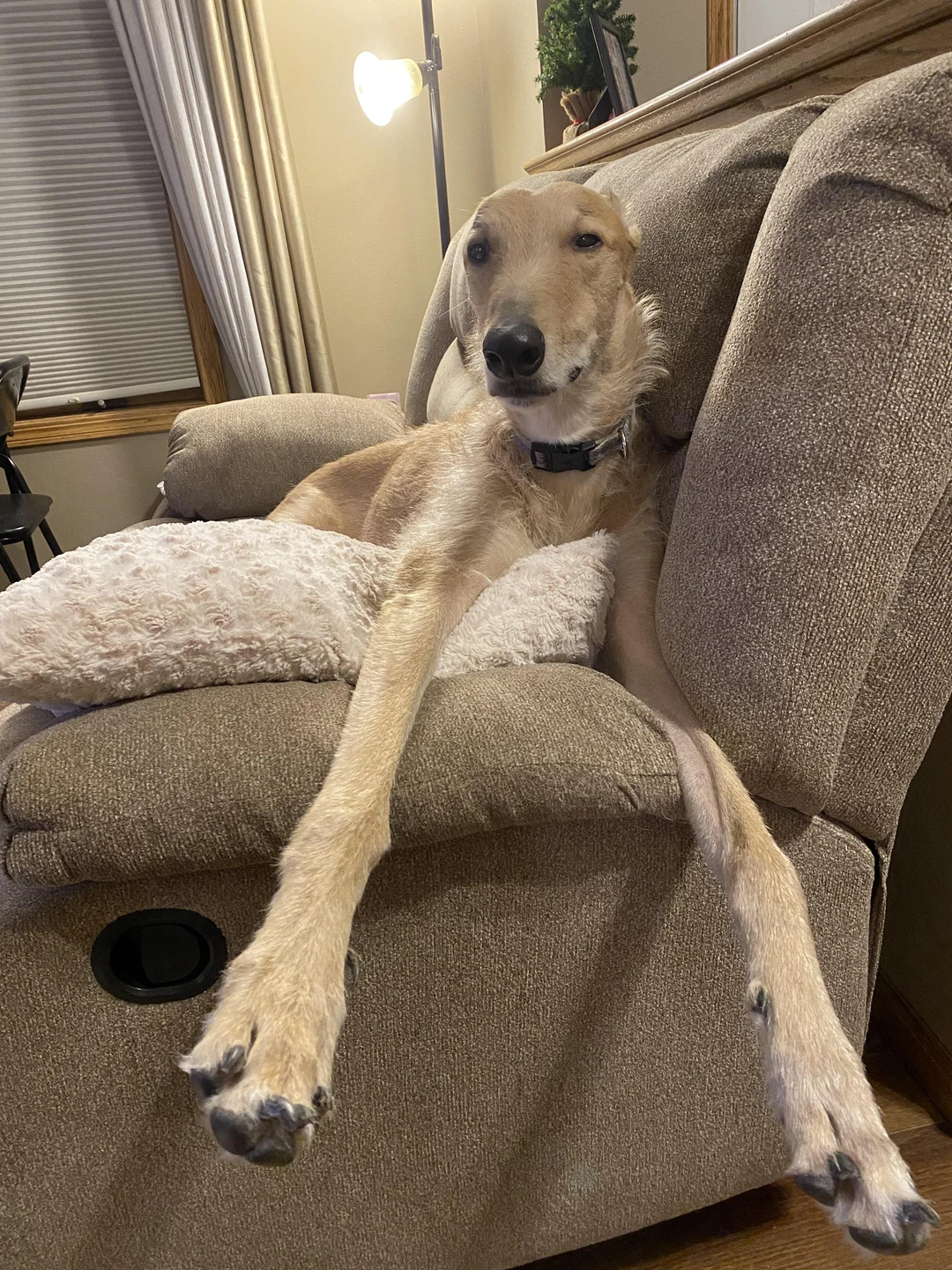 Half sleepy, all comfy | Scrolller