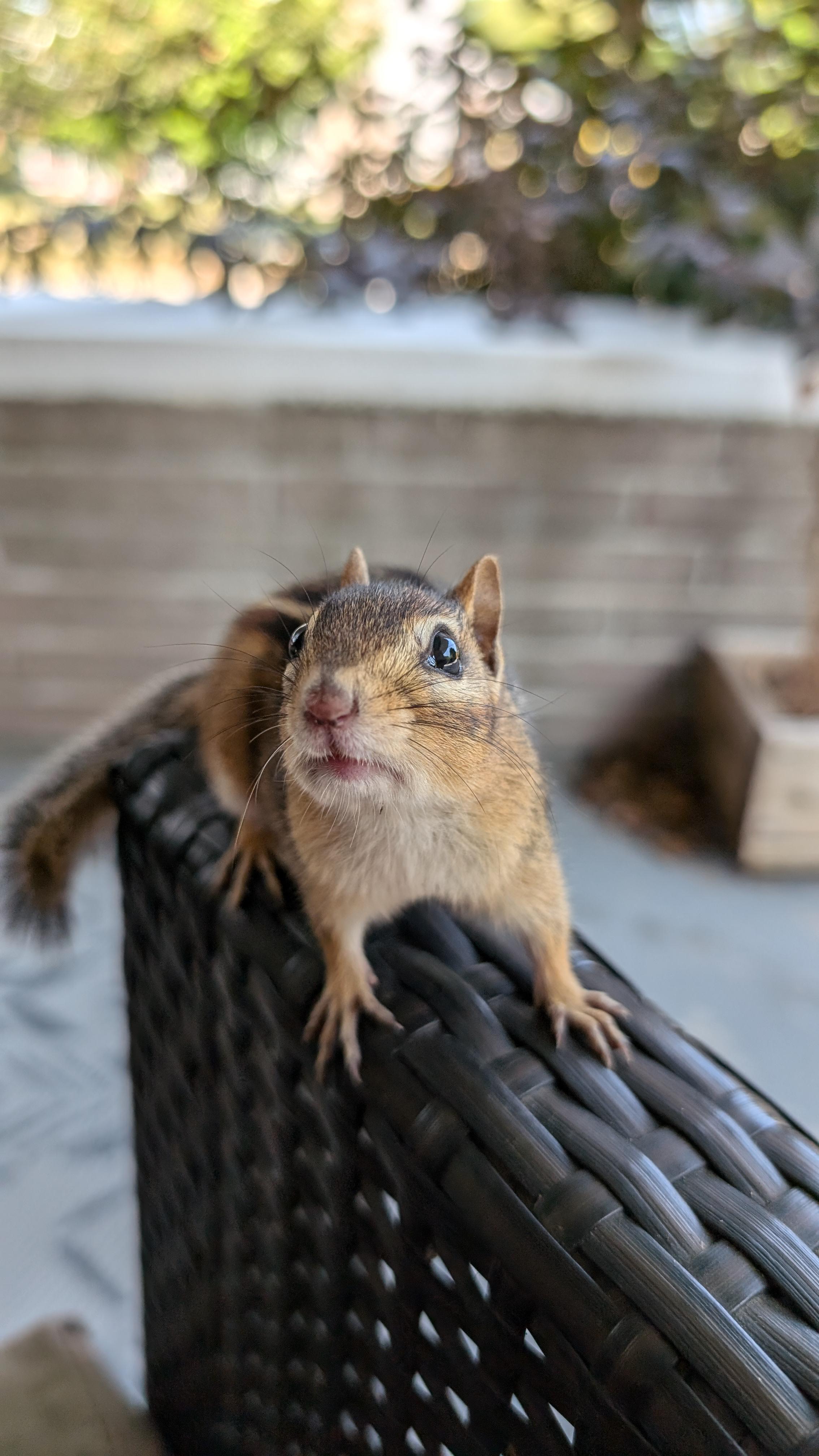 Got nuts ? | Scrolller