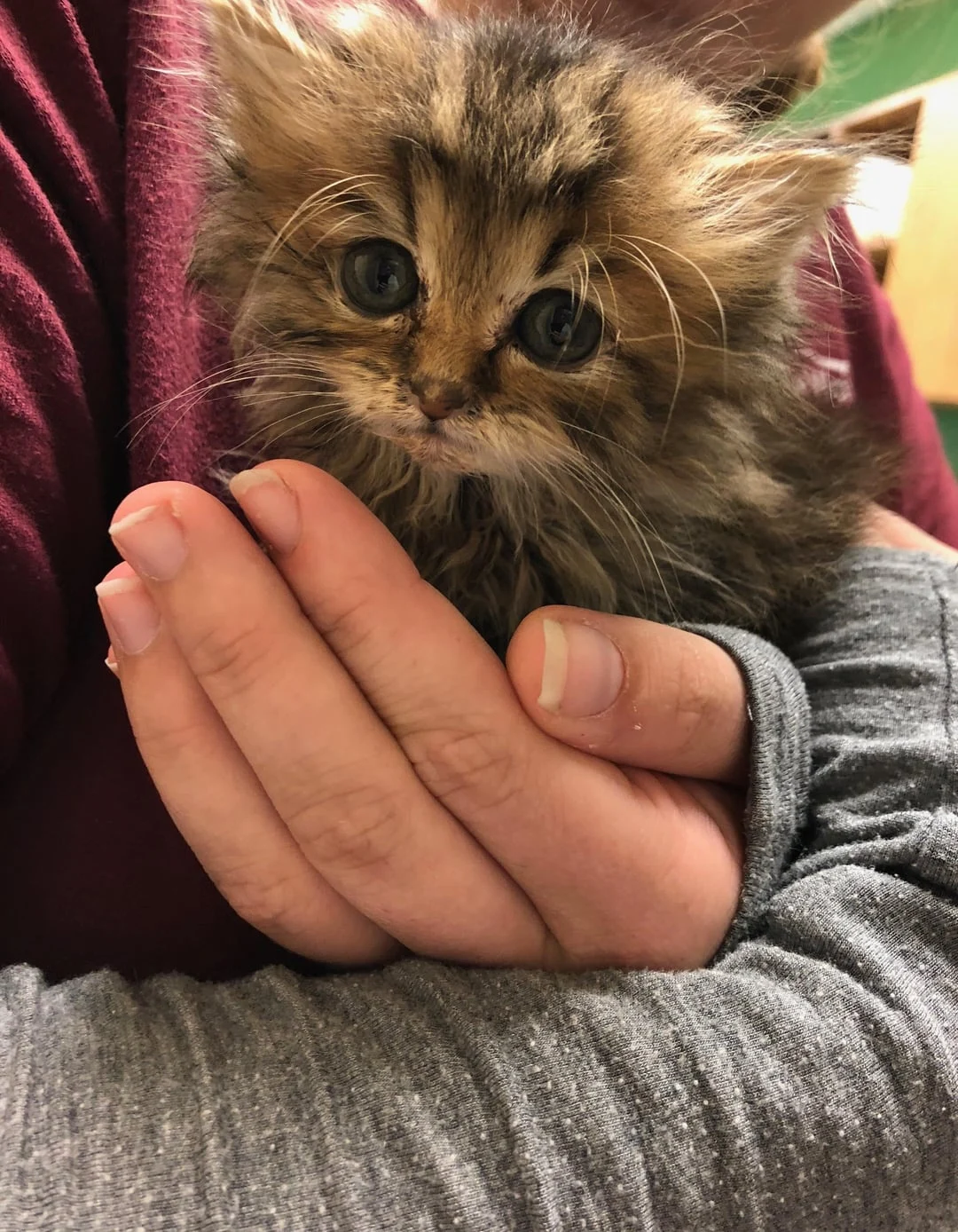 Tiny floof | Scrolller