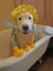 Rub-A-Dub-Dub This Cute Pupper In The Tub 🛀 🐕‍🦺💛🧡🤍💙 | Scrolller