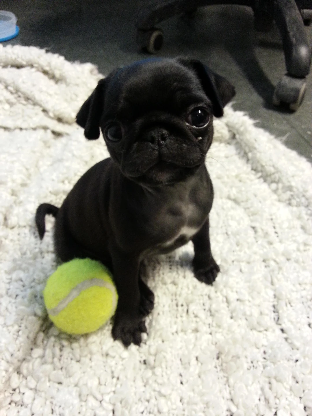 So my boss brought her new pug in today. So cute you'll turn stupid | Scrolller