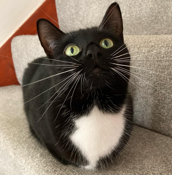 My New Tux Izzy🖤🤍 Scrolller