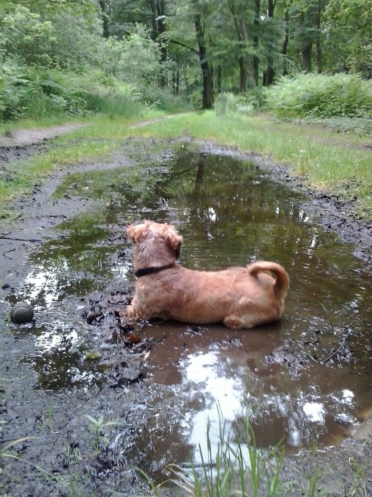 For I have heard that a mud bath is healthy | Scrolller