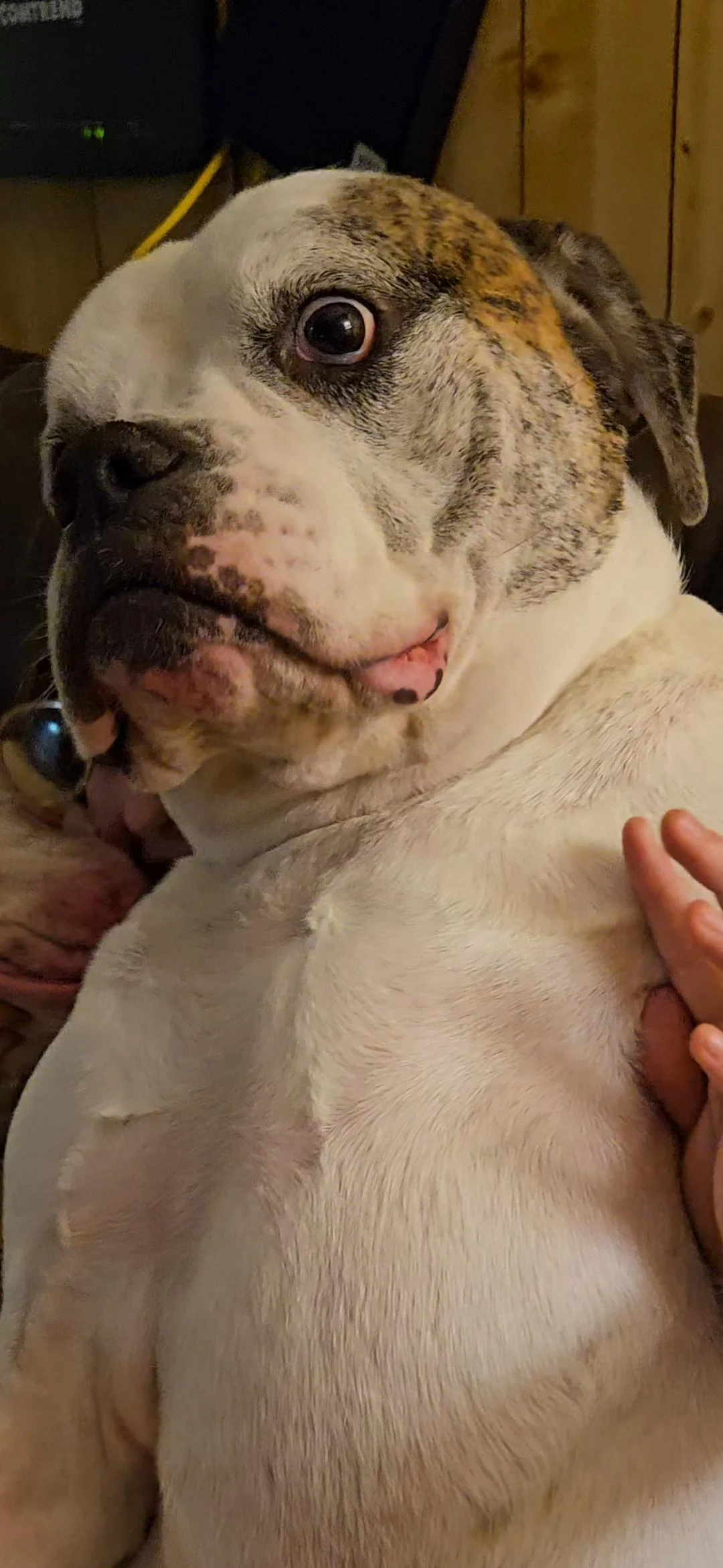 Milo has a minor case of PTSD | Scrolller