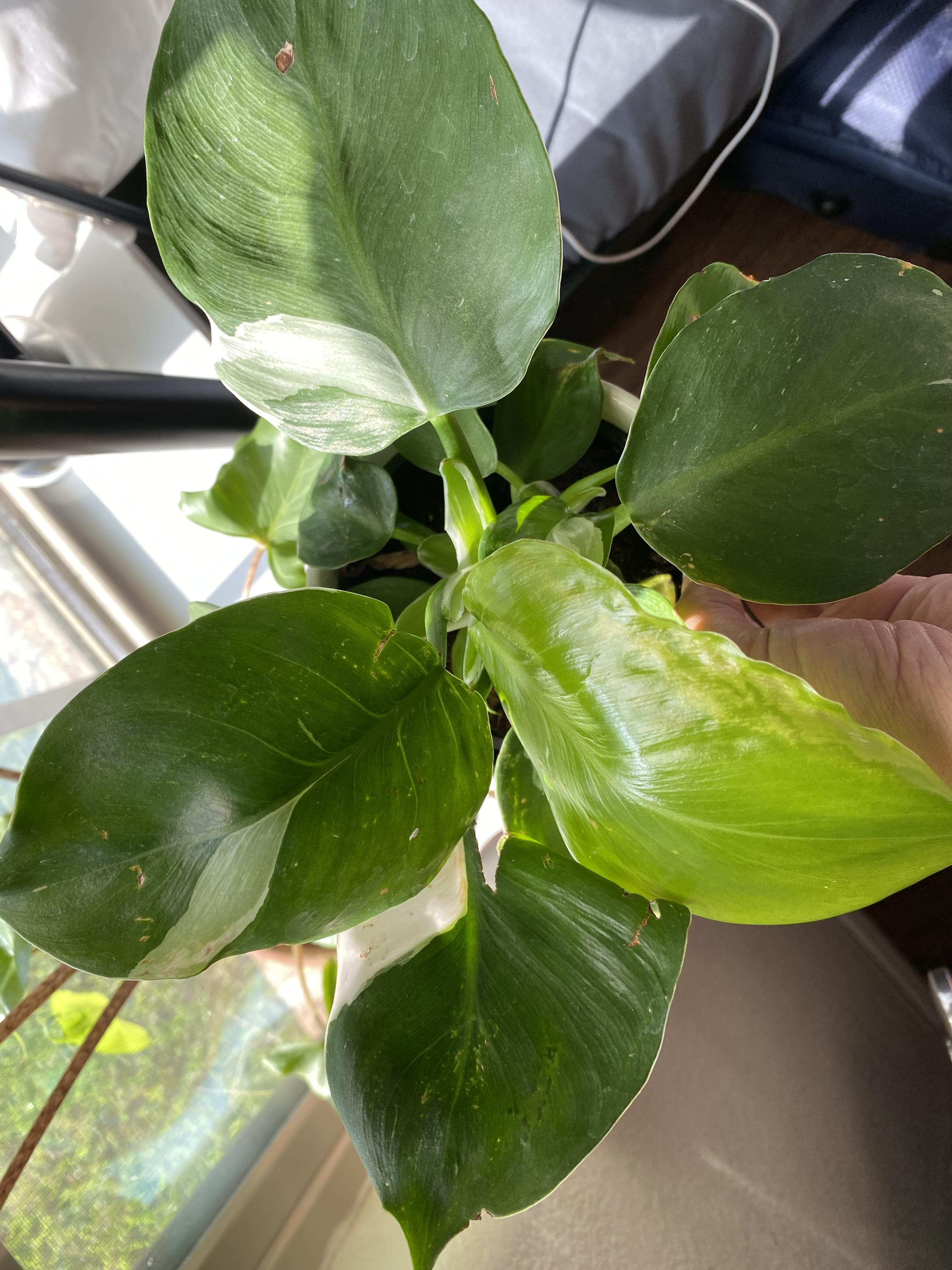 What are these plants? | Scrolller