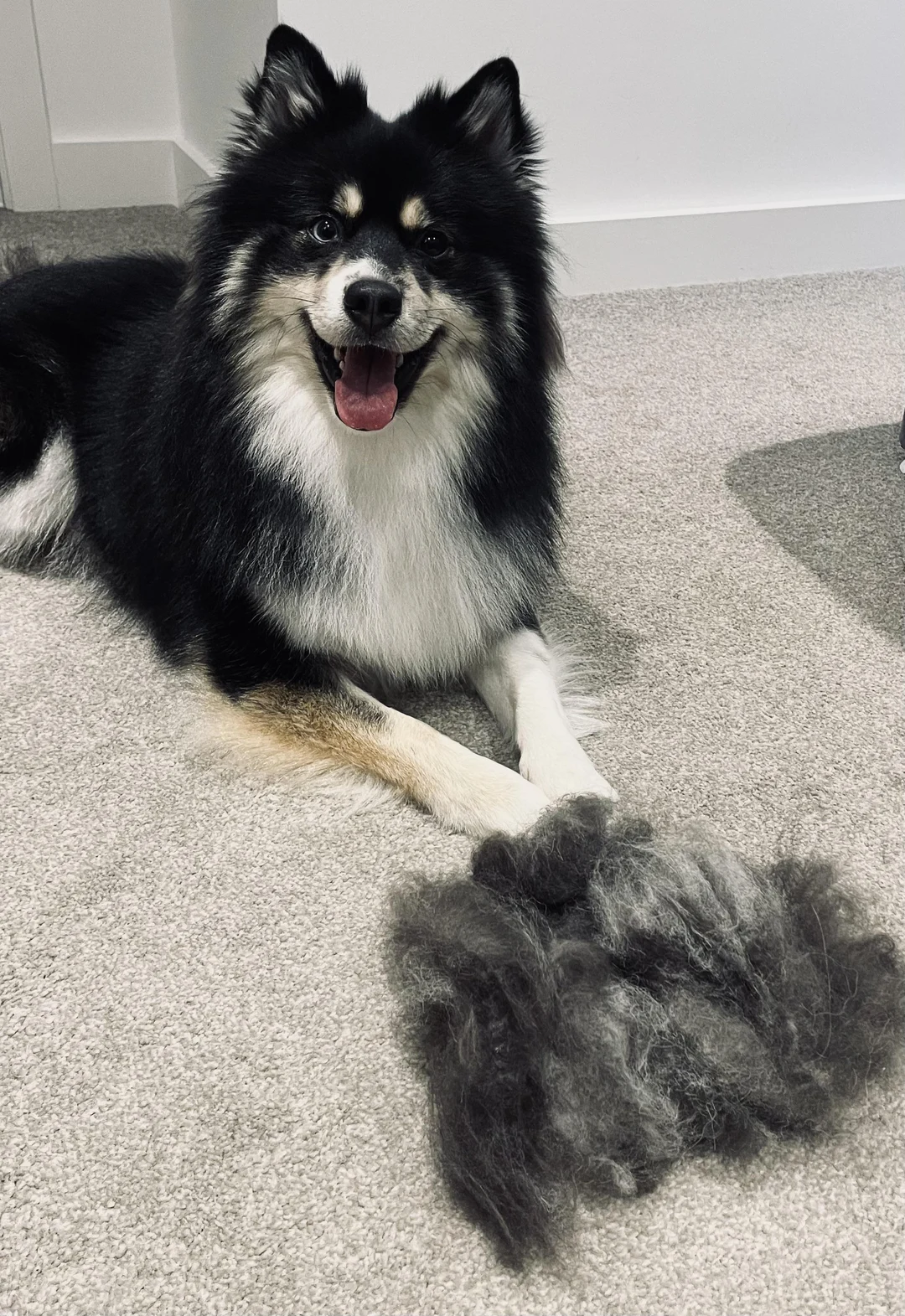 Happy Dex after being brushed | Scrolller