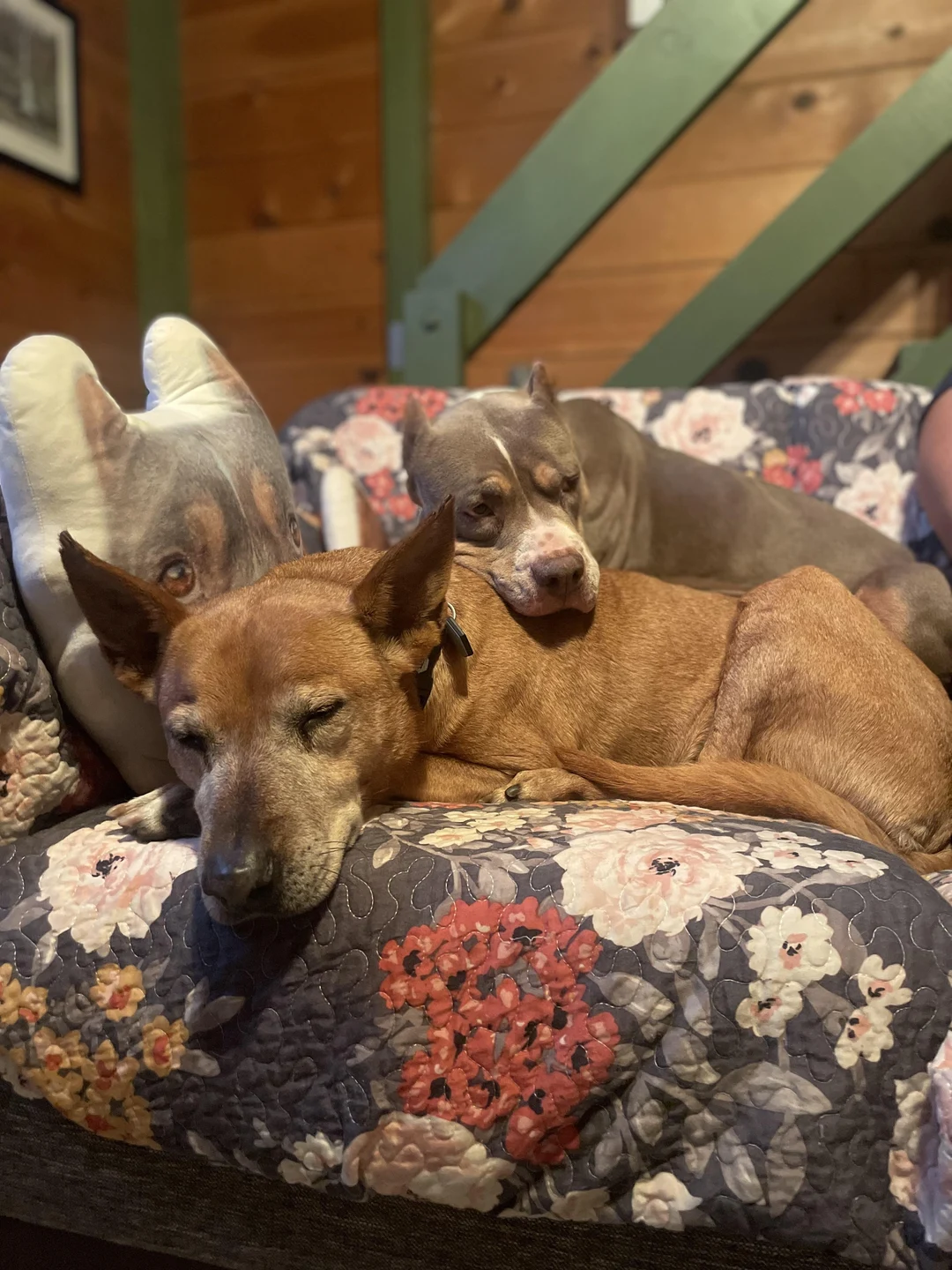 My heart just exploded from cuteness alert 🚨 | Scrolller