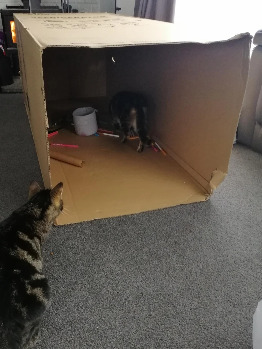 Almost got two with a fridge trap | Scrolller