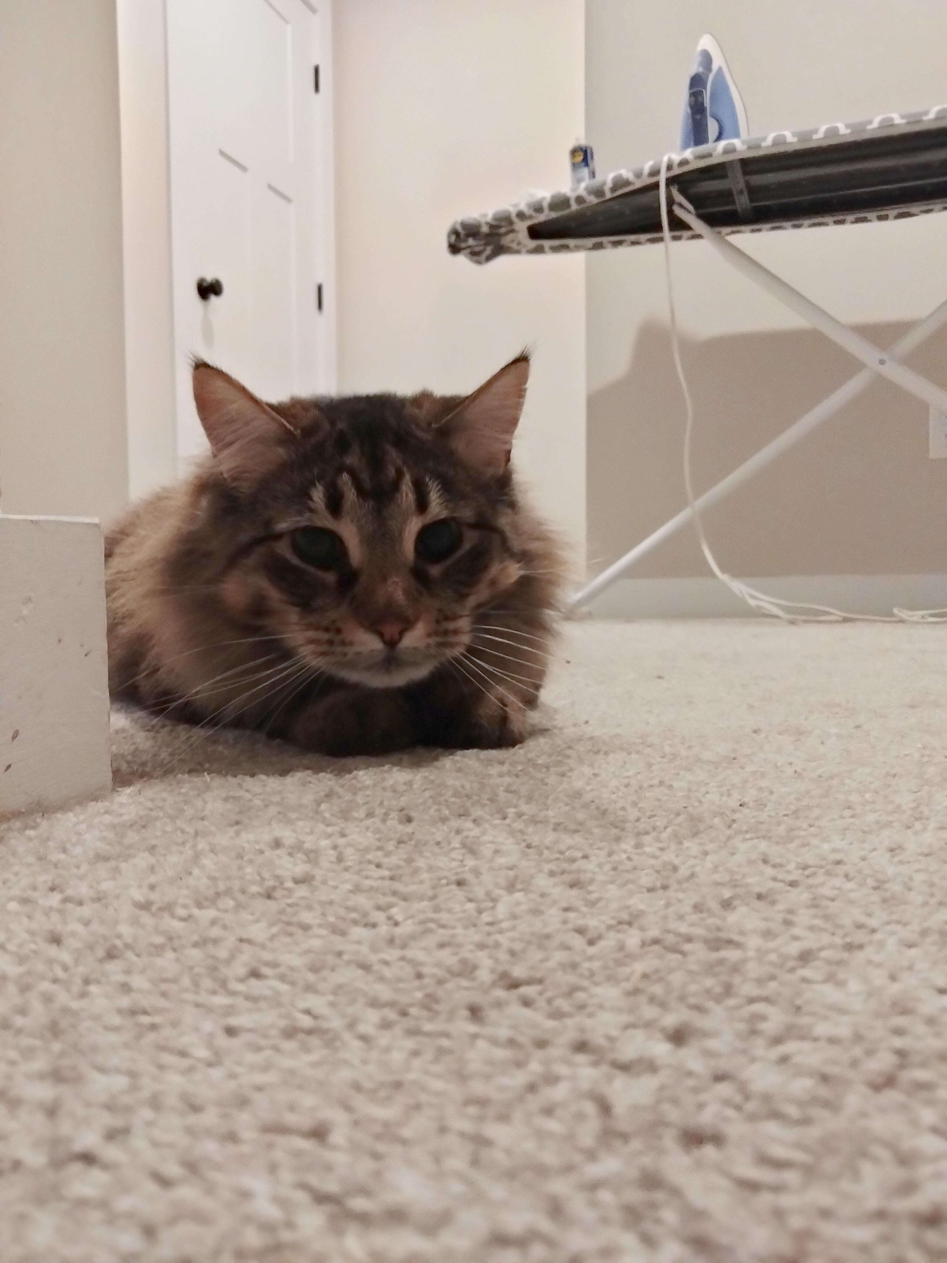 Attack loaf | Scrolller