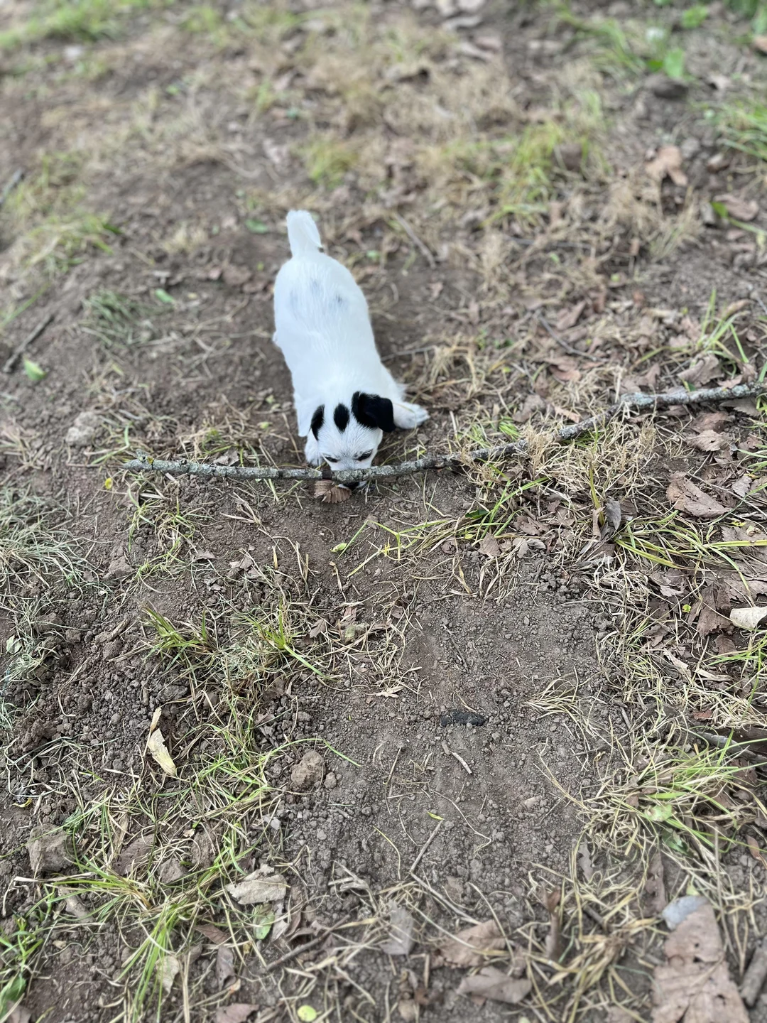 Cruella is trying to play Whack a Mole! | Scrolller