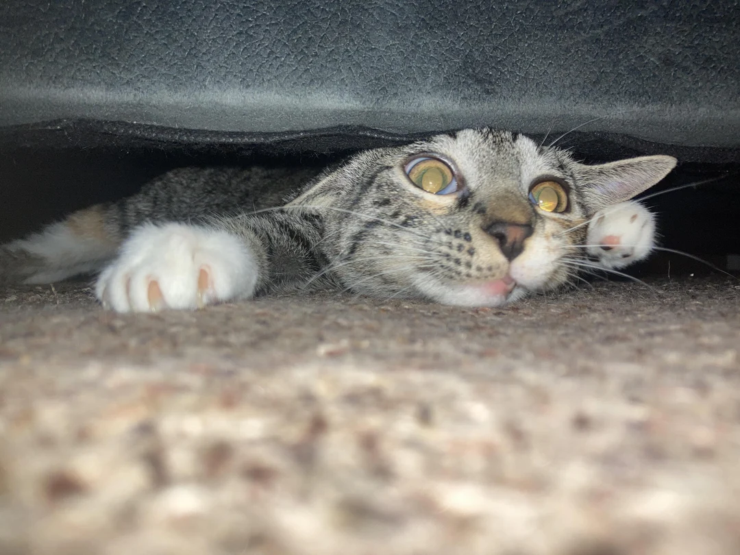 This derp cannot be convinced she’s too big to hide under the sofa ...