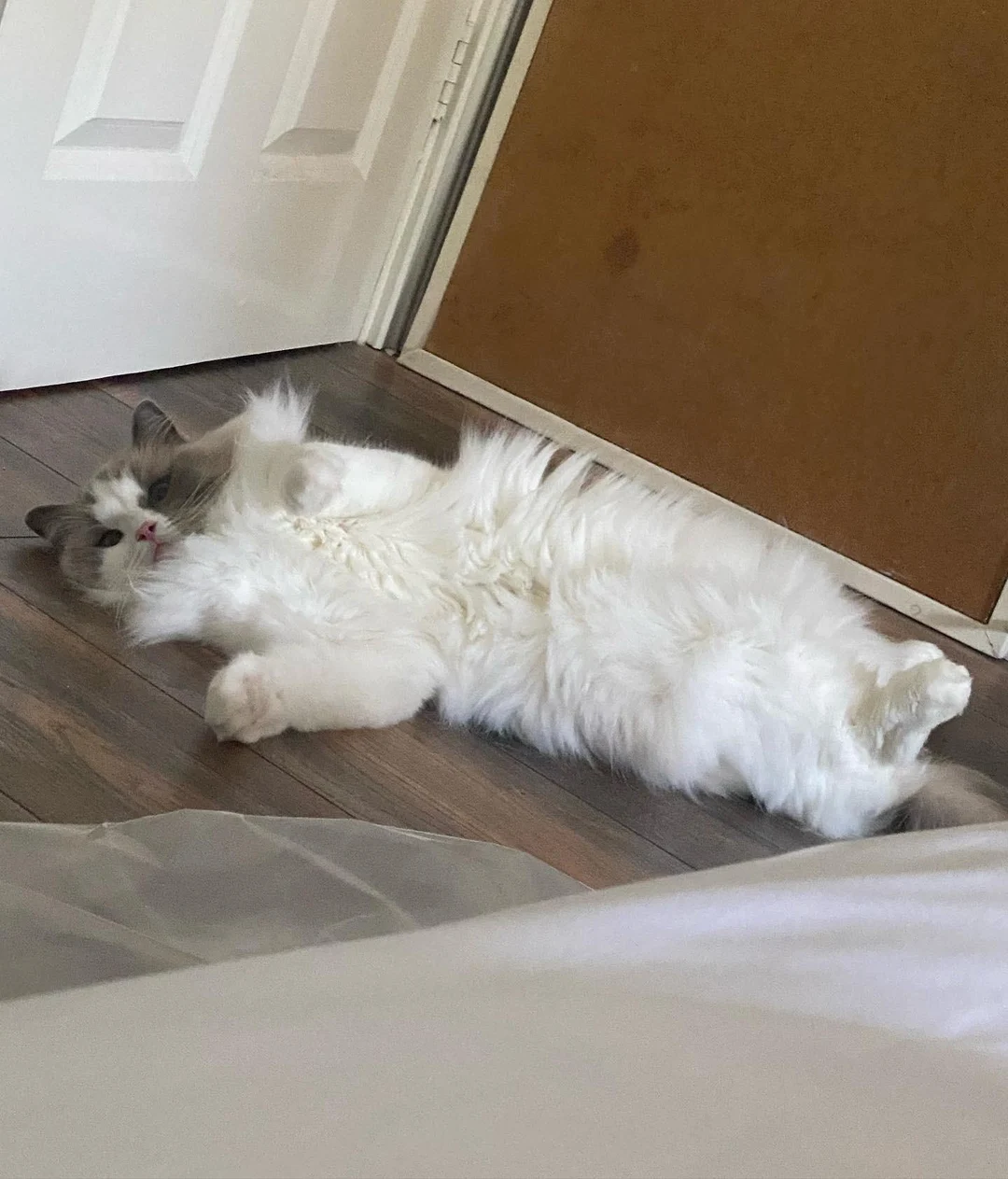 Alma - Floof | Scrolller