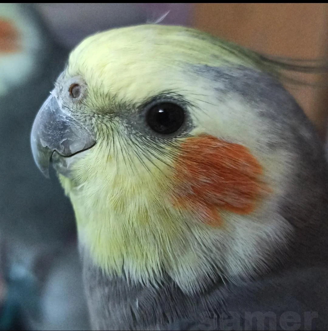 Share your birb face nicest pic! | Scrolller