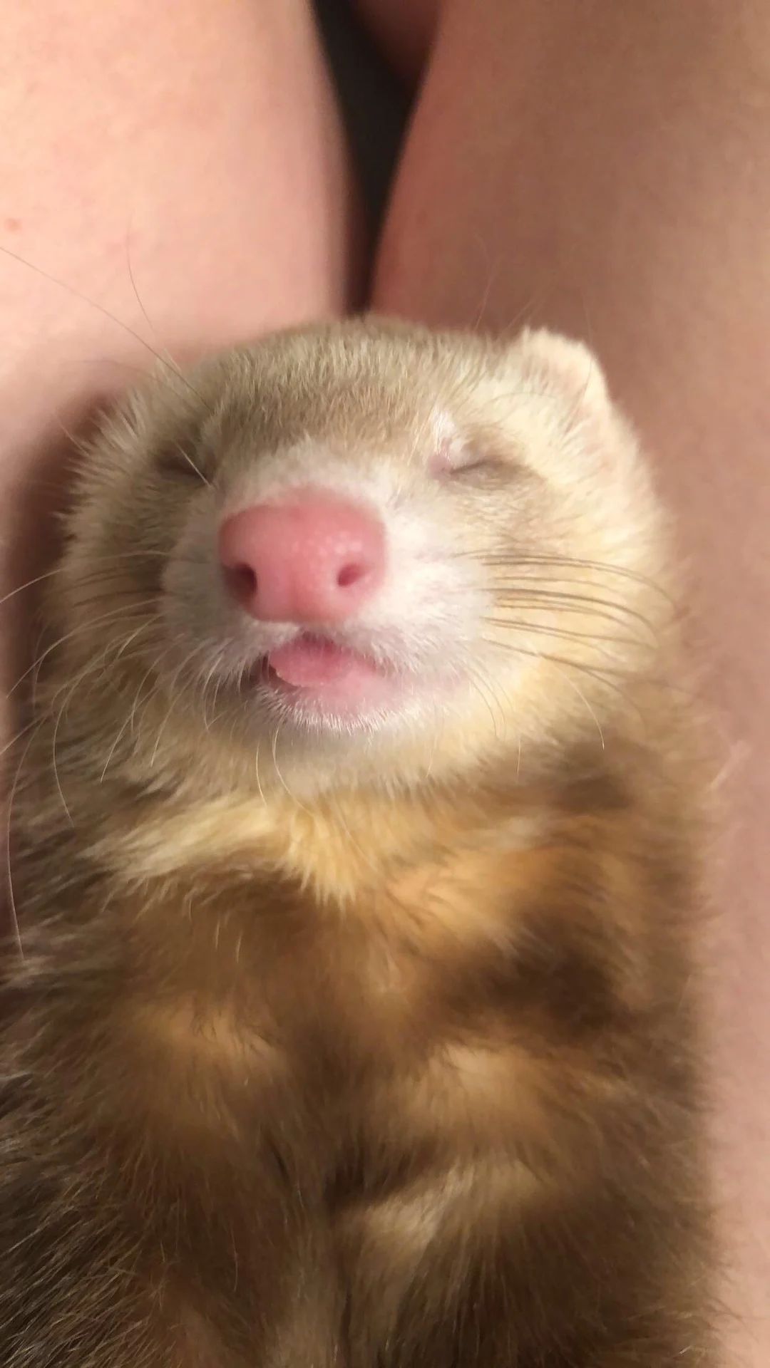 Blep | Scrolller