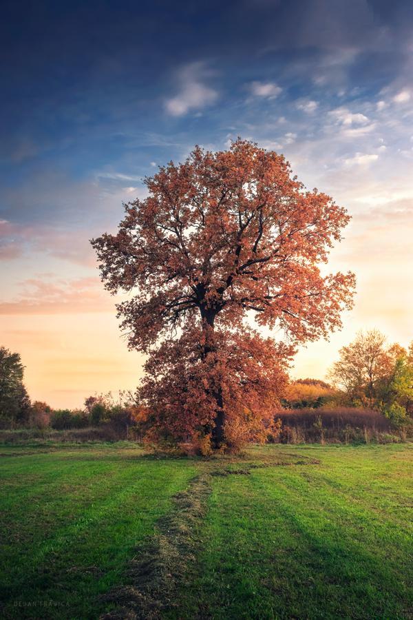 Golden oak tree in the autumn field | Scrolller