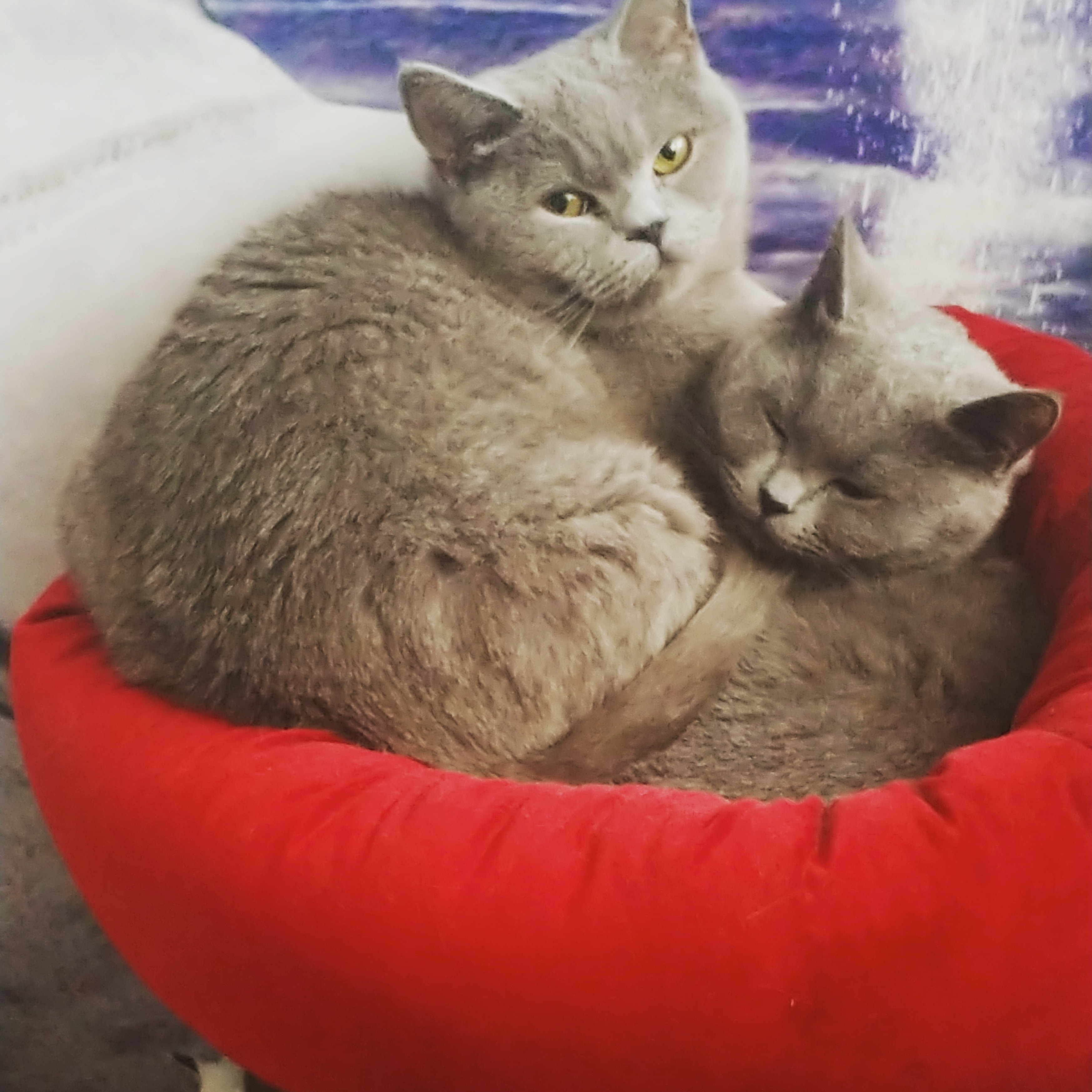 My cute kitties 🐱 | Scrolller