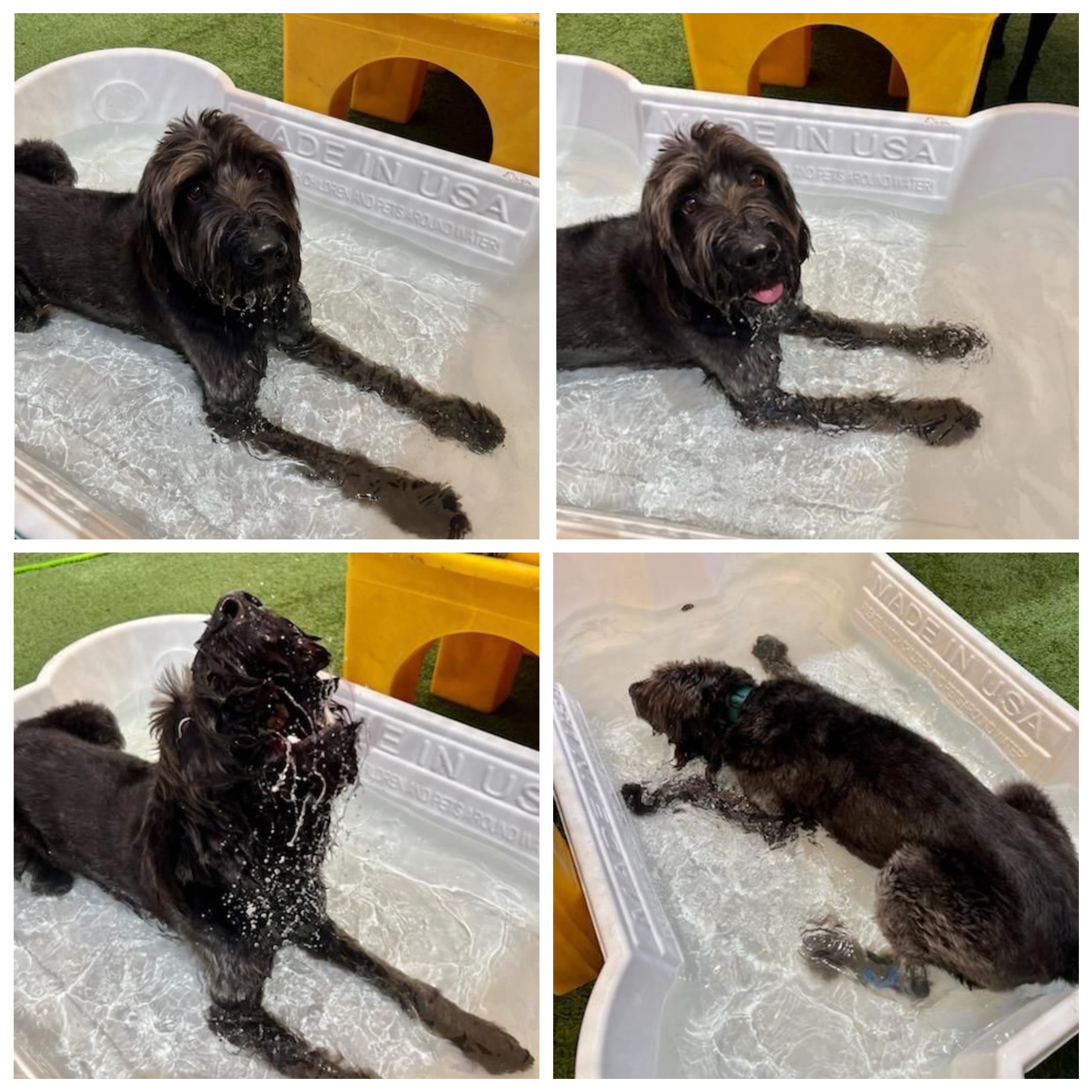 My Water Pup | Scrolller