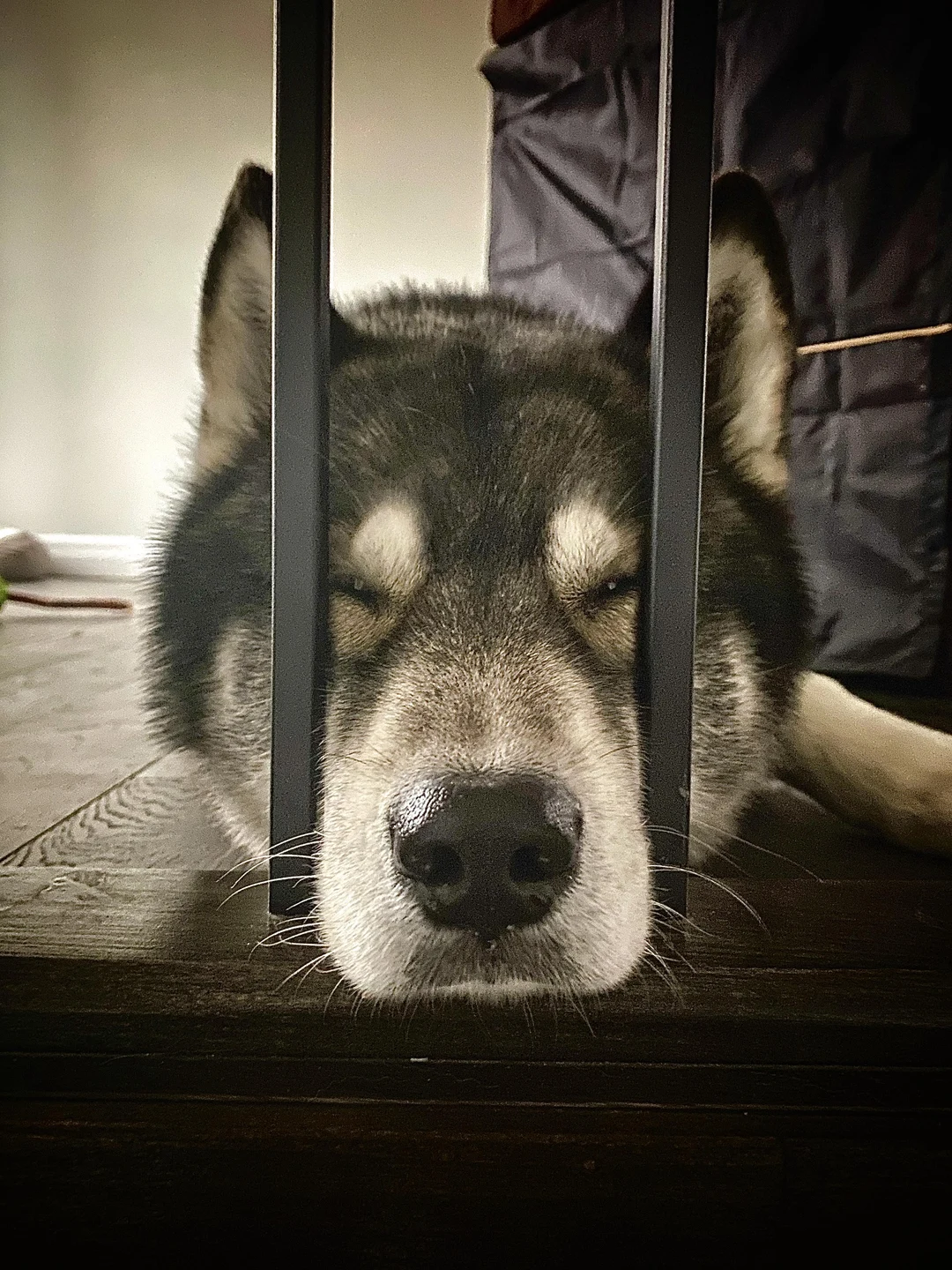 Behind Bars (actually, he loves the cold of the bars on his face, legs, butt, back, etc ...