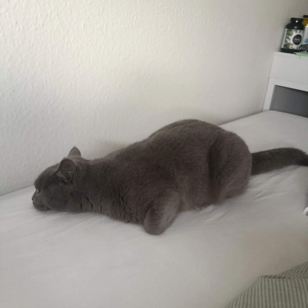 0/10 loaf. How is this comfortable??? | Scrolller